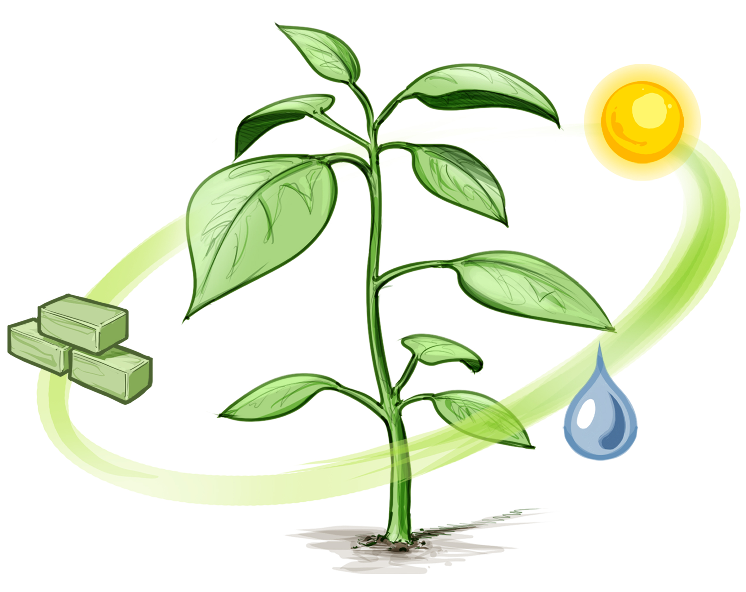 Empowering Plants: Assimilate Balance - Plant Empowerment Empowering Plants: Assimilate Balance - Plant Empowerment