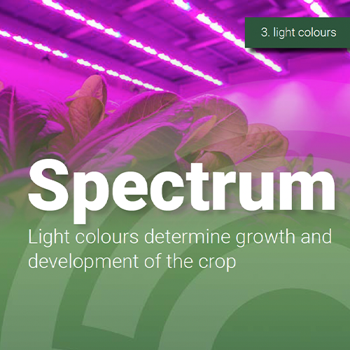Spectrum: Light colours - Plant Empowerment