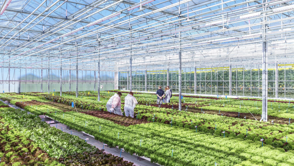 Plant Empowerment exceeds expectations at BASF Vegetable Seeds